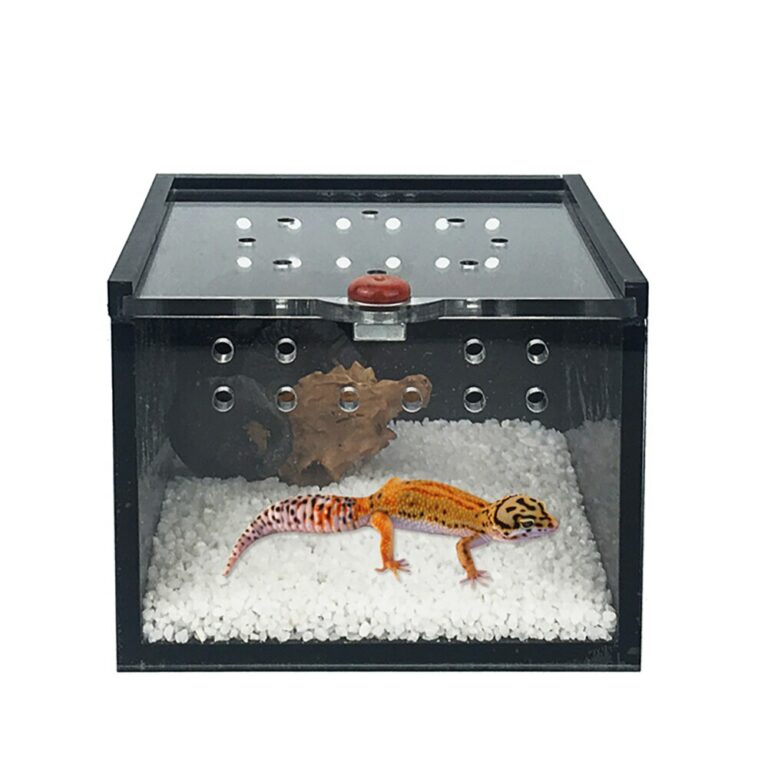 Black Acrylic Insect Palace For Baby Lizard Scorpion Beetle Spider Pets ...