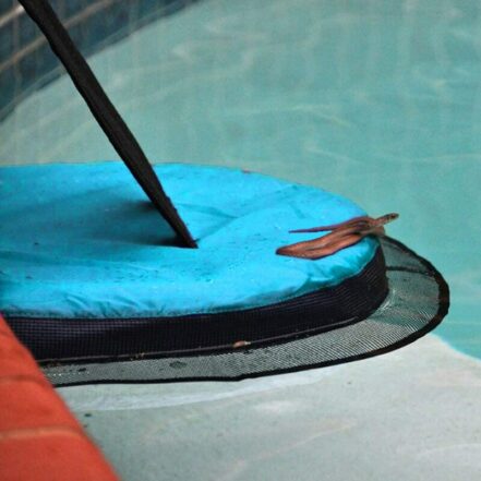 Animal Rescue Pool Ramp Suitable For Ducks Turtles Squirrels Frogs ...