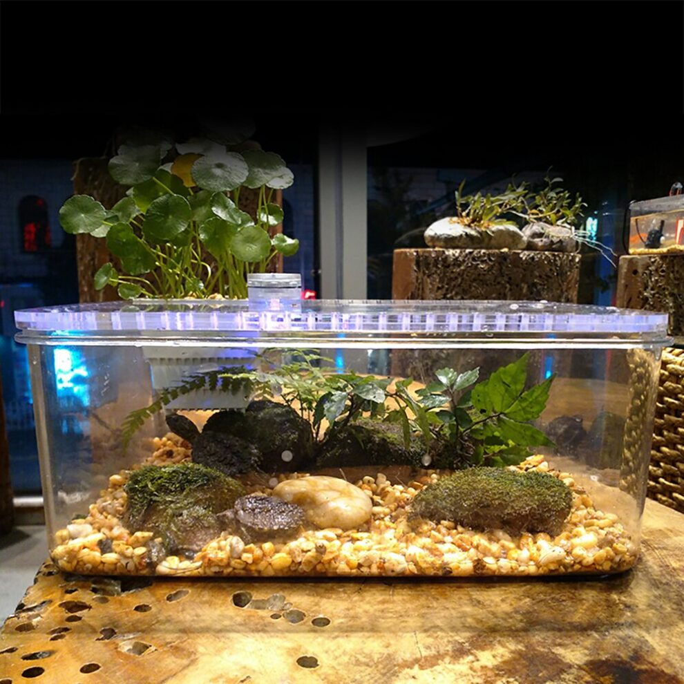 Small Desktop Turtle Tank Landwater Basin For Aquarium Landscaping ...