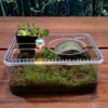 Small Desktop Turtle Tank Landwater Basin For Aquarium Landscaping ...