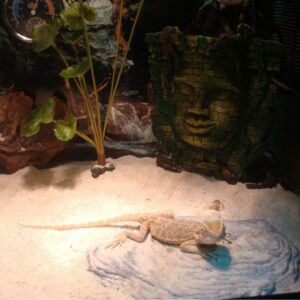 Repticare Reptile Heater Rock Pet Heating Stone Insulation Cave Branch ...