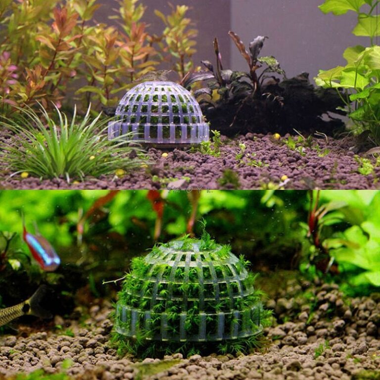 Natural Aquatic Moss Ball For Crystal Red Shrimp Aquarium Fish Tank ...