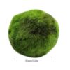 Live Green Algae Ball Aquatic Plant Seed For Aquarium Landscaping ...