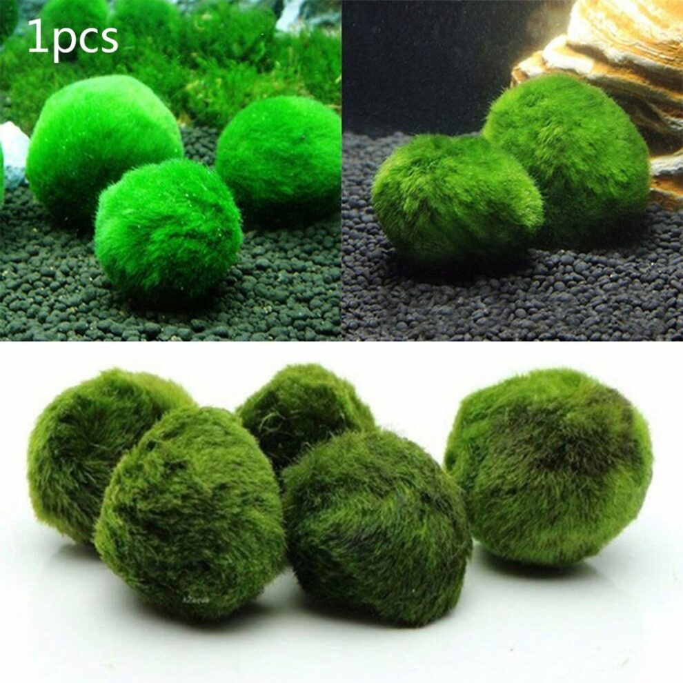 Live Green Algae Ball Aquatic Plant Seed For Aquarium Landscaping ...