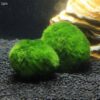 Live Green Algae Ball Aquatic Plant Seed For Aquarium Landscaping ...