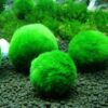 Live Green Algae Ball Aquatic Plant Seed For Aquarium Landscaping ...