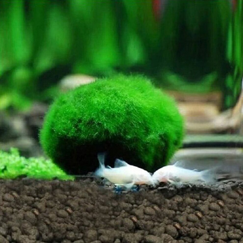 Live Green Algae Ball Aquatic Plant Seed For Aquarium Landscaping ...