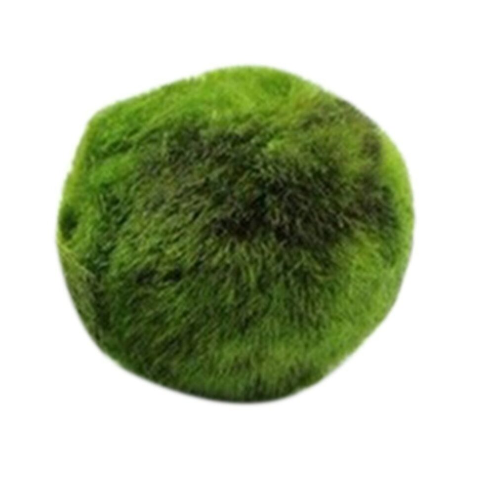 Live Green Algae Ball Aquatic Plant Seed For Aquarium Landscaping ...