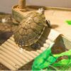 Reptile Basking Platform Floating Aquarium Decor For Turtles Frogs ...