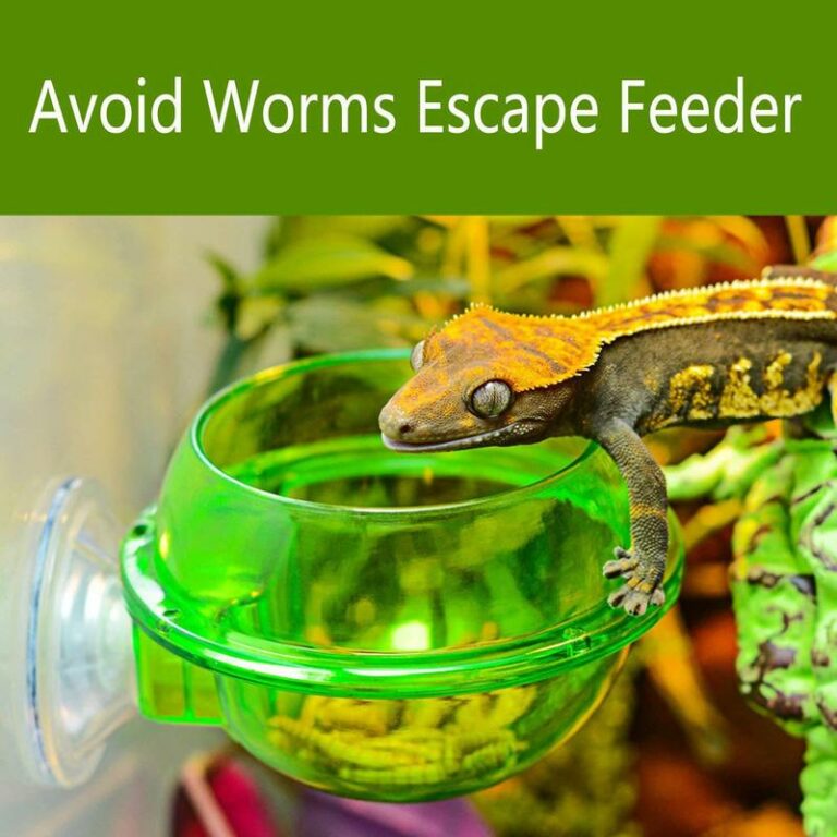 Chameleon Reptile Feeding Container For Lizards Amphibians Coldblooded ...