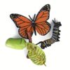 Monarch Butterfly Life Cycle Educational Kit 4pcs Teaching Tools For ...