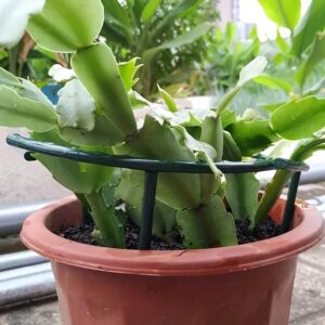 4pcs 984in Plastic Plant Support Rods Indoor Greenhouse Vine Brackets ...